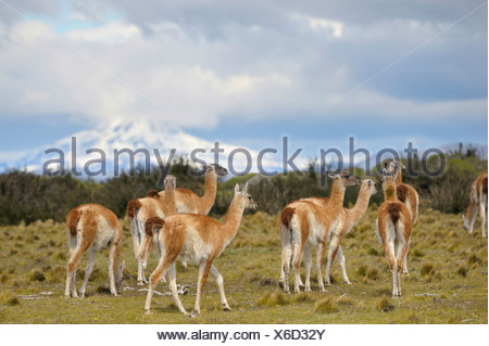 Guanaco in Patagonia Mountains Lama guanicoe Stock Photo: 115634576 - Alamy