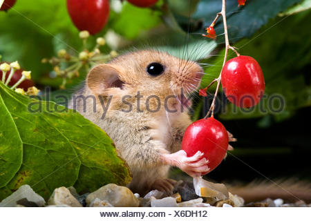 Common Dormouse, muscardinus avellanarius, Eating Blackberries Stock ...