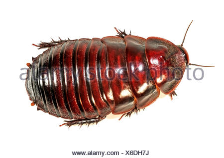 Giant burrowing cockroach, Rhinoceros cockroach (Macropanesthia Stock ...