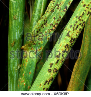 Brown rust (Puccinia hordei) teliospore (black) and uredospore Stock ...