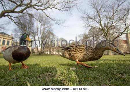 Two Mallard ducks in a tree Stock Photo: 35529671 - Alamy