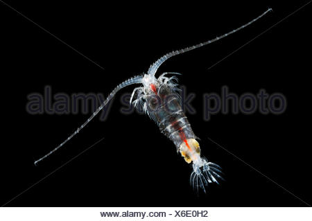 copepods (Copepoda), female Stock Photo: 97254817 - Alamy