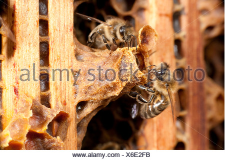 New Queen Honey Bee hatching from queen cell within hive Apis Stock ...