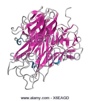 Tumour necrosis factor-alpha (TNF-alpha), molecular model. This protein ...
