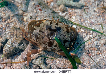 floral egg crab (Atergatis floridus), on corals, crab with poisonous ...