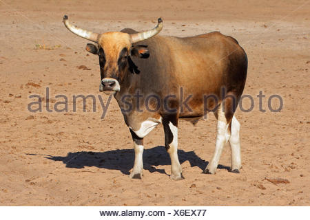 Sanga bull - indigenous cattle breed of northern Namibia, southern ...