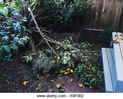 Damaged tree. Branch of a tree broken off from the main trunk during ...