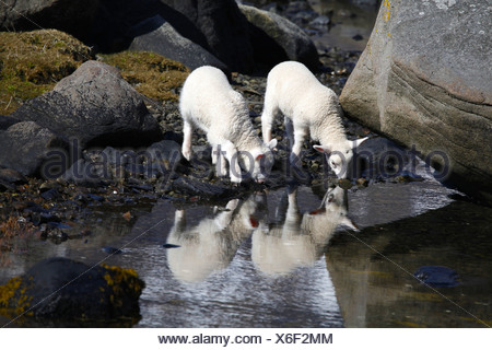 lamb drinking water Stock Photo: 49123298 - Alamy