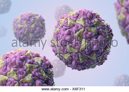 Structure Human Rhinovirus (PDB 4RHV). Rhinoviruses are most common ...