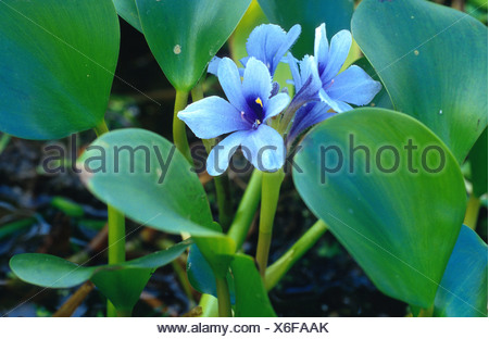 Anchored water hyacinth, Eichhornia azurea (Large-flowered pontederia ...