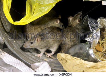 Brown Rats Rattus norvegicus eating wheat grains in grain store Stock ...