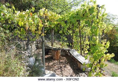 Grape vine arbour Stock Photo - Alamy