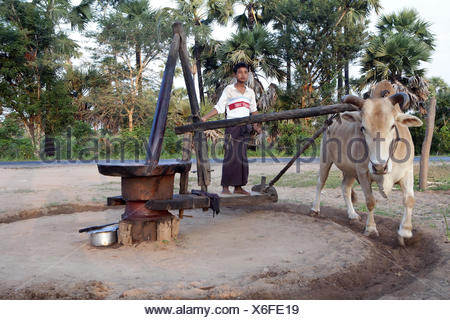 Myanmar, ox, mill, palm oil production Stock Photo: 123089521 - Alamy