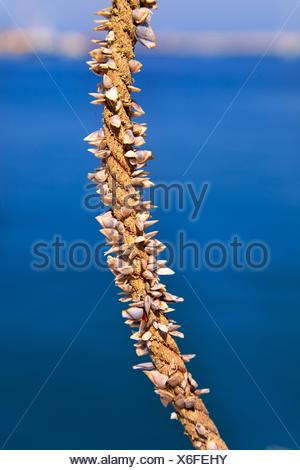 Barnacles growing in marine rope, sailor must be careful with hands ...