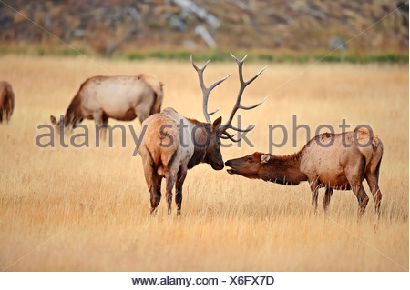 Female elk (Cervus canadensis) standing and stretching its neck while ...