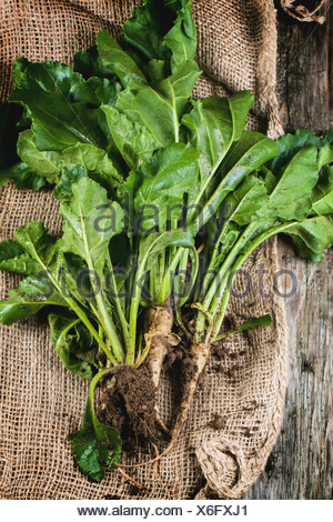 Sugar beet, Sugar-beet, Beet root, Sugar-beet root (Beta vulgaris Stock ...