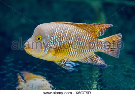 Pearl Cichlid Geophagus brasiliensis Stock Photo - Alamy