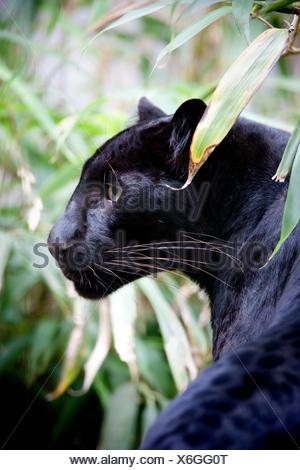 Black Panther, panthera pardus, Adult Snarling, in Defensive Posture ...