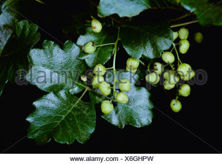Western Poison-Oak (Pacific Poison-oak) Toxicodendron diversilobum in ...