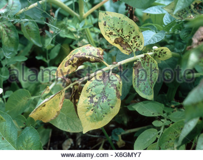 Potato leaf necrosis magnesium deficiency due to excessive potassium ...