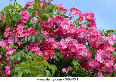 Rosa American Pillar (Climbing rose Stock Photo: 57076114 - Alamy