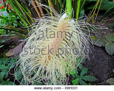 panama hat palm, toquilla, palma de sombrero (Carludovica palmata Stock ...