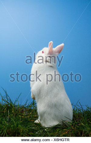 Bunny Rabbit standing up, white background Stock Photo: 47590932 - Alamy