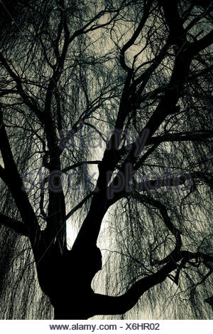 Scary Weeping Willow Tree Stock Photo: 53992540 - Alamy