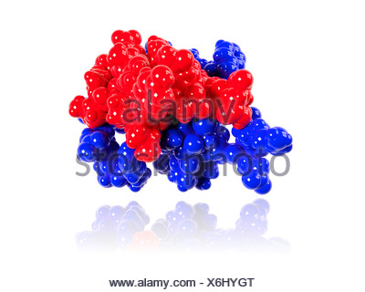 Insulin molecule. Computer model showing the structure of a molecule of ...
