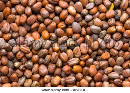 bladrammenas zaden; oilseed radish seeds Stock Photo - Alamy