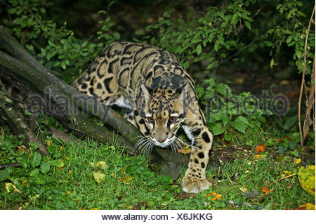 Clouded Leopard, neofelis nebulosa, Adult in Ground Stock Photo ...