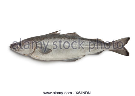 saithe, pollock, Atlantic pollock, coley, coalfish (Pollachius Stock ...