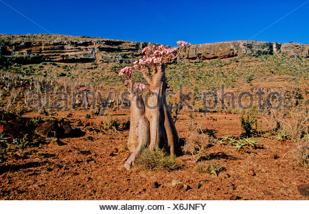 Socotran Desert Rose Adenium Obesum Socotranum Socotra Island Yemen ...