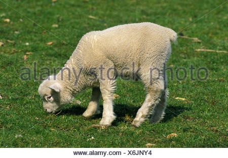 Ile de France Domestic Sheep, Lamb, a French Breed Stock Photo ...