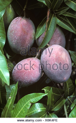 Mango Mangifera indica fruit variety Sensation ripe on the tree South ...