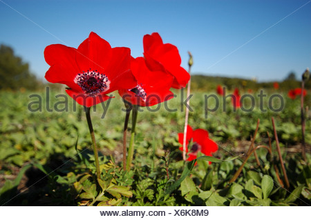 Israel Anemone coronaria AKA Spanish marigold or Kalanit in Hebrew ...
