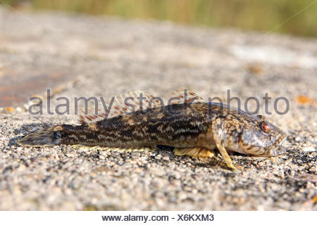 Quappe, Trüsche, Rutte, Ruppe, Aalrutte, Aalquappe, Quappaal, Lota ...