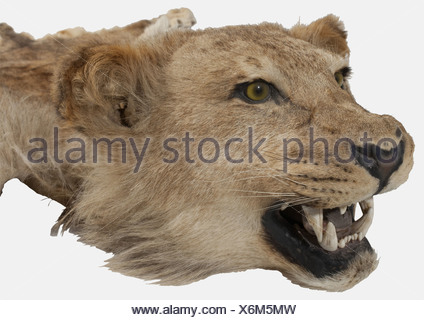 A lion's skin, 20th century Skin of a male lion cub (Panthera leo Stock ...