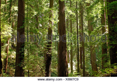 Usa Pepperwood California Redwood Trees Avenue Of The Giants Humboldt ...