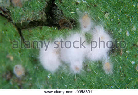 Development of entomopathogenic fungus Verticillium lecanii on aphid ...