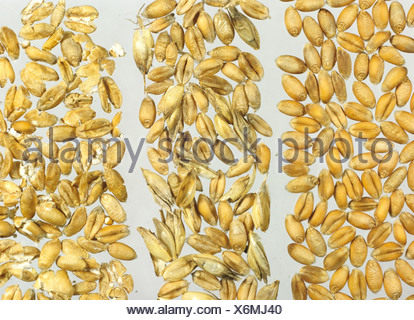 Grain quality good wheat grain compared to contamination with chaff ...
