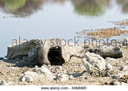 Dead Hippo (Hippopotamus amphibius) in the Mara river (crocodiles are ...