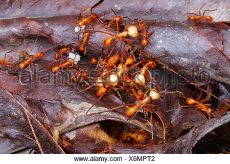 Army ants on the forest floor, Rewa, Rupununi, Guyana, South America ...