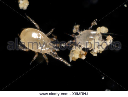 A predatory mite Amblyseius swirskii attacking a food mite Stock Photo ...