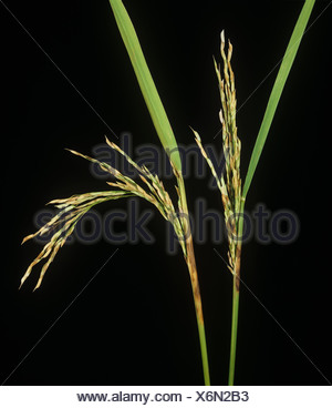 Sheath rot Sarocladium oryzae lesions and necrosis on rice flagleaf ...