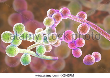 Computer illustration of the yeast and hyphae stages of Candida fungi ...