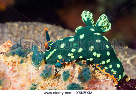 Variable neon slug (Nembrotha kubaryana) on sea squirts, near Stock ...