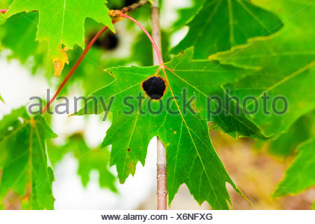 Black Tarry Spot on a Maple Leaf Called the "Goudronneuse" is a Stock ...
