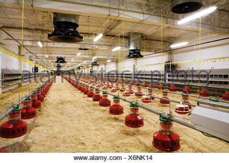 Big indoors modern chicken farm, chicken feeding Stock Photo - Alamy