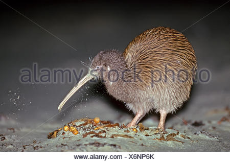 Stewart Island Brown Kiwi / Southern Tokoeka (Apteryx australis Stock ...